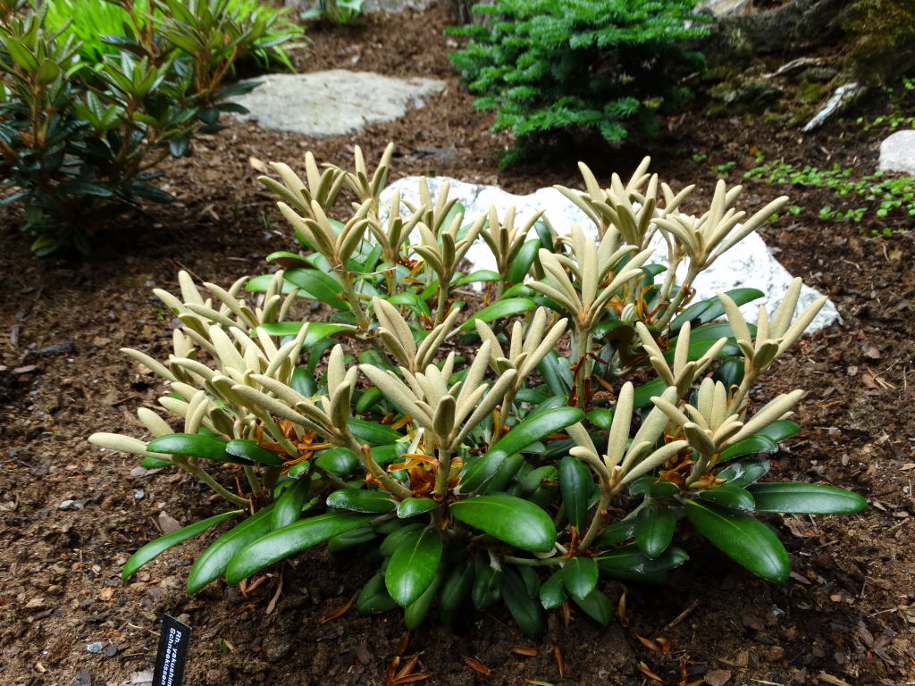 Hagtorpet: Rhododendron - indumentum och tomentum