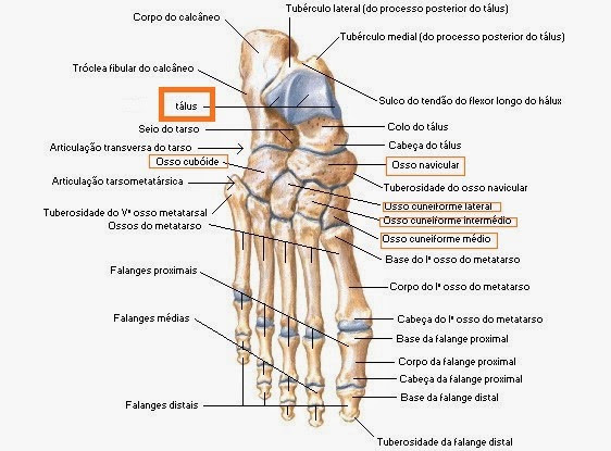 Membros Inferiores: Membro Inferior