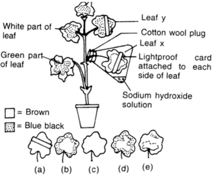 Frank Chapter 5 Transpiration ICSE Solutions Class 10 Biology