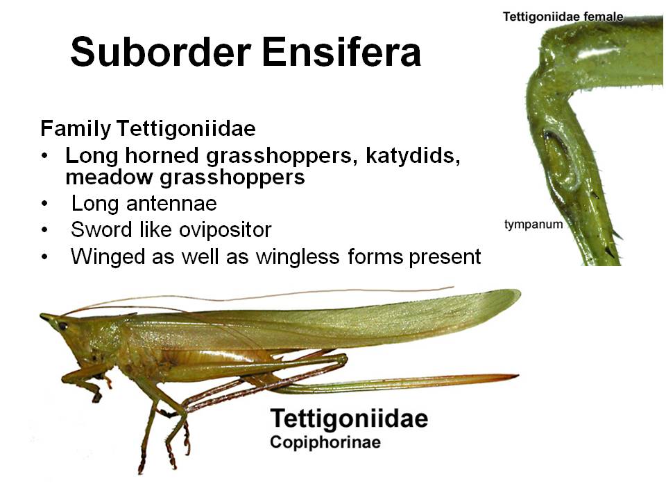 Examples Of Apterygota Insects at Mark Jennings blog