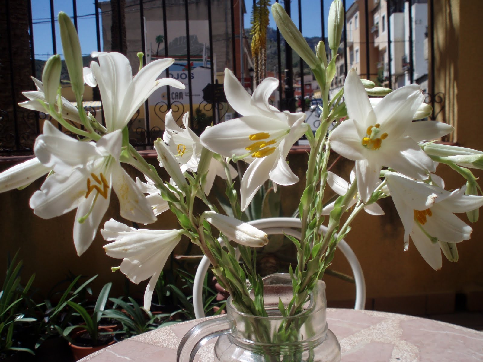 MEMENTO HIPPEASTRUM: Azucenas macho