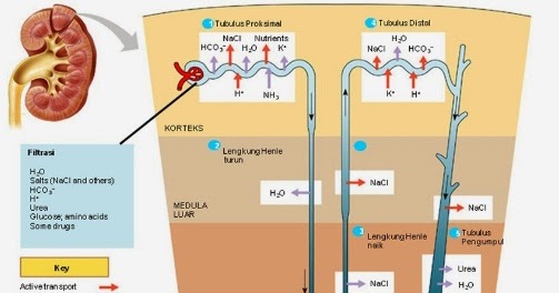 Proses Terbentuknya Urine Pada Manusia