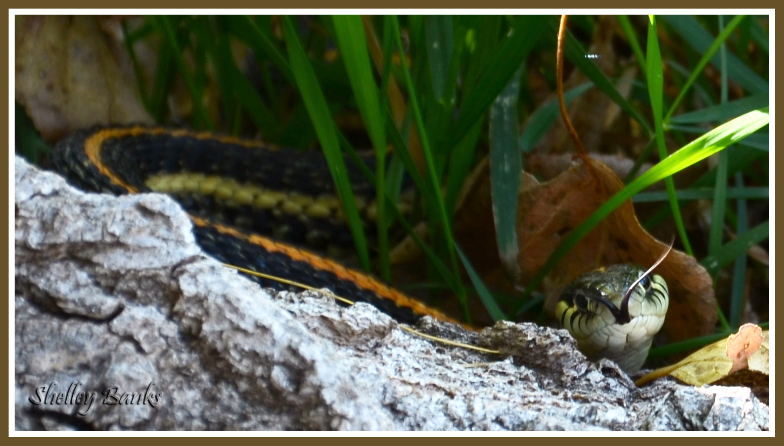 Prairie Nature: Western Plains Garter Snake