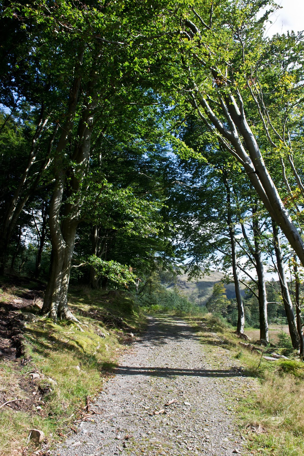 Wigtwizzle - Norman Smith's Travel Blog.: Harrop Tarn and Thirlmere