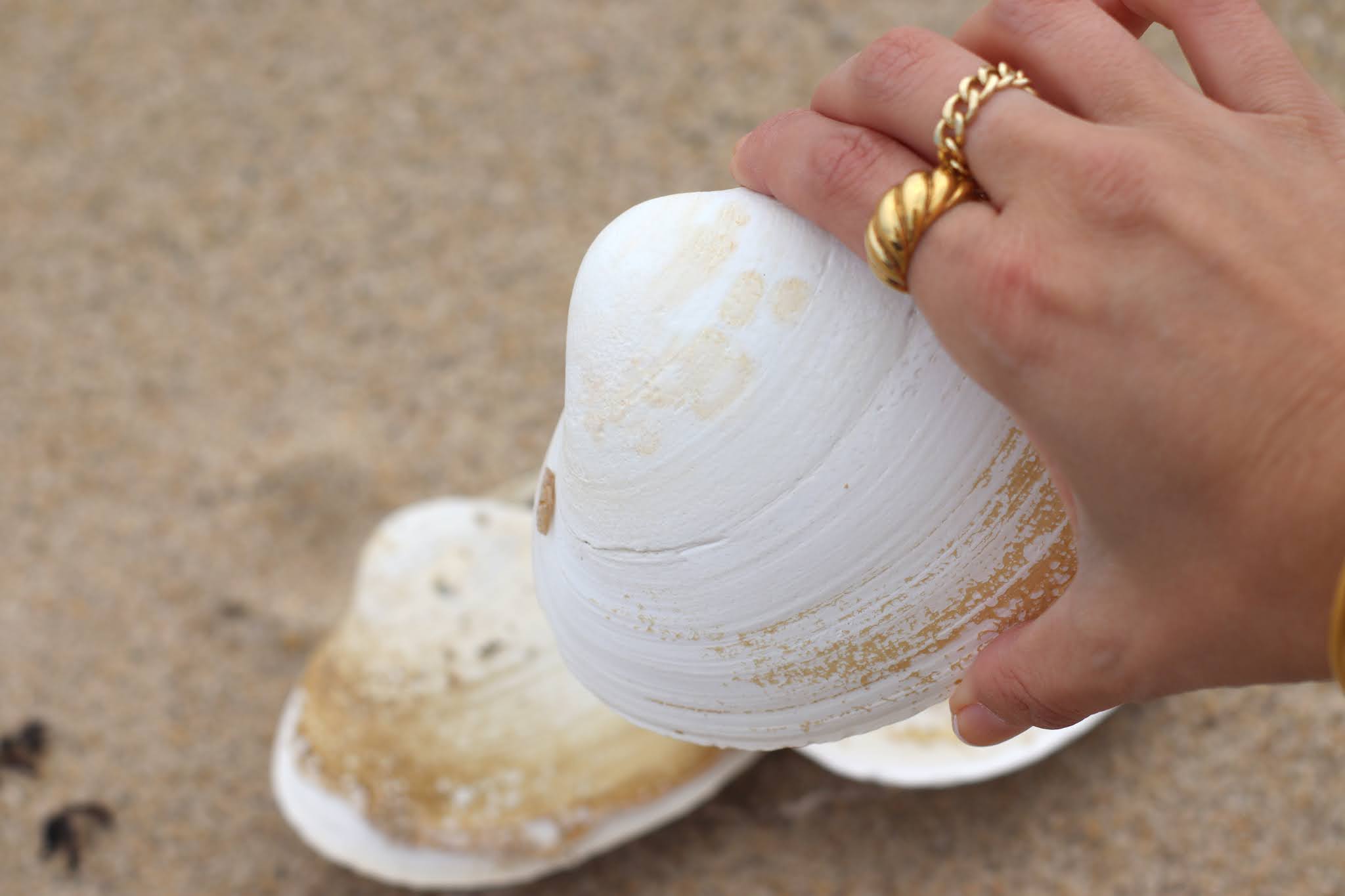 DIY: Shell soap dish - SUGAR LANE