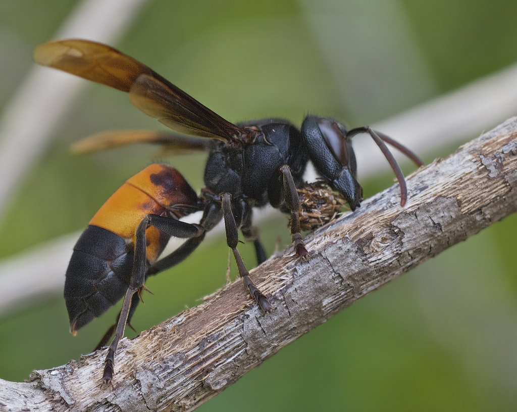 Keep Calm & Curry On: Tropical Nasties: Asian Hornets
