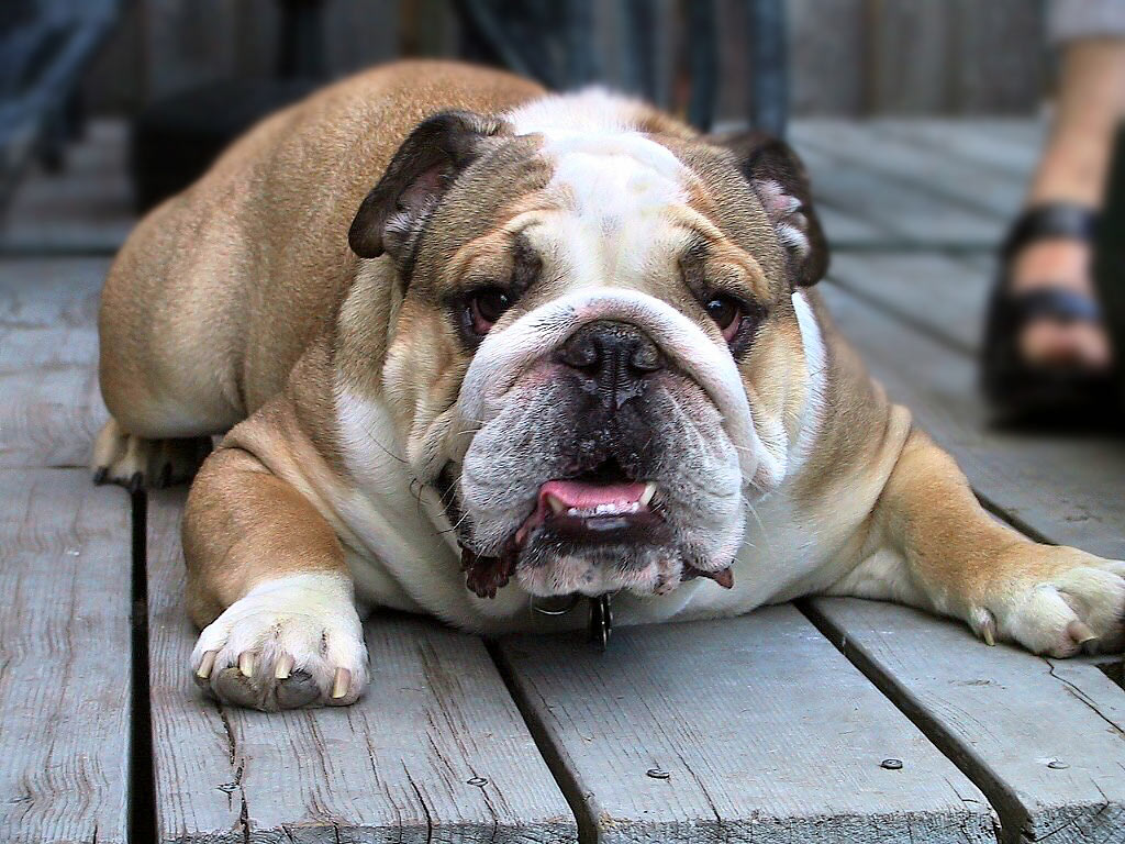 Top 17 Beautiful And Fabulous BULLDOG Wallpapers In HD