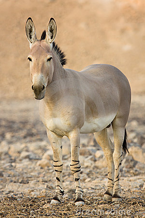 El ojo del buitre: Asno salvaje (Equus hemionus)