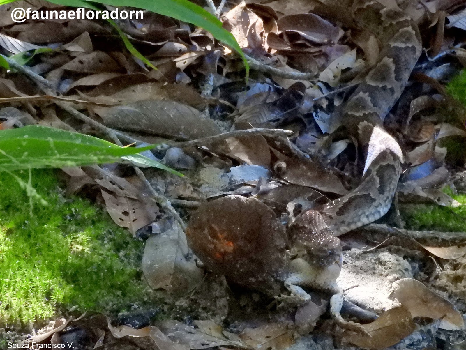 FAUNA E FLORA DO RN: Boipeva Xenodon merremii (Wagler in Spix, 1824 ...