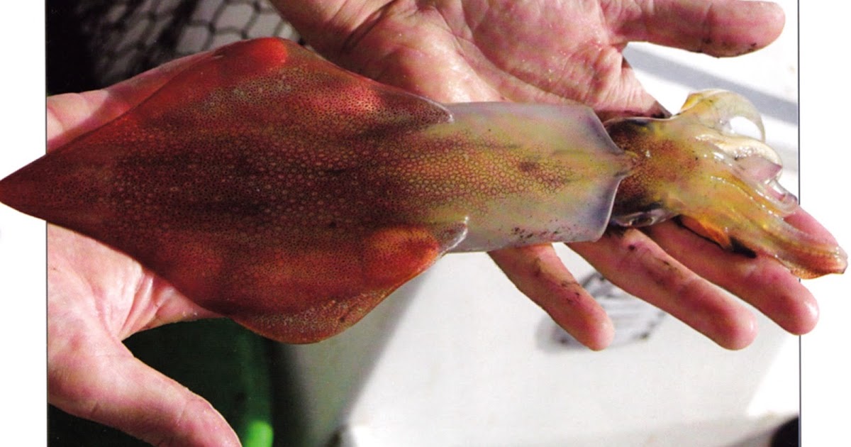 Asturpeskin: El Calamar, descripción y métodos de pesca