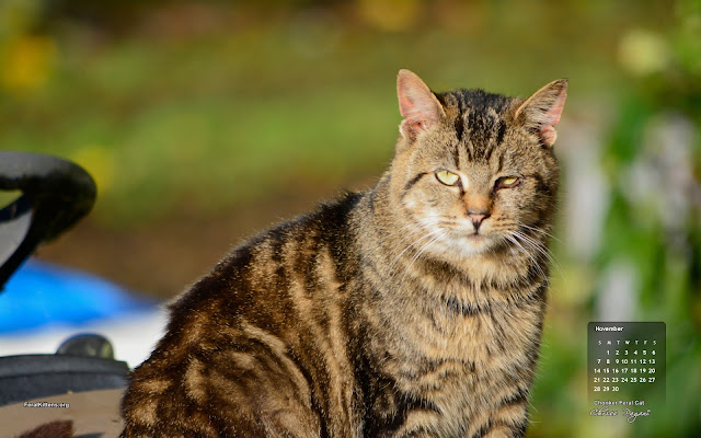 November Cat of the Month Wallpaper - Chonker Feral Cat