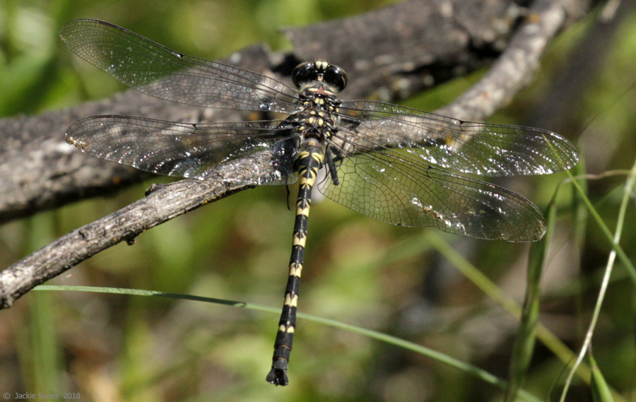 The Natural History of Bodega Head: Petaltail!