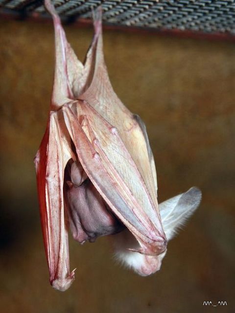 Info on Bats | Ghost Bat