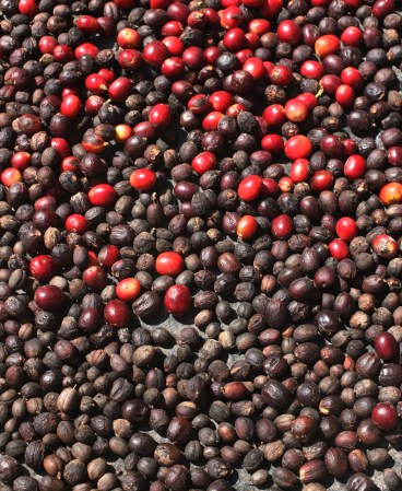 How to Grow and Harvest Coffee - intotherustic