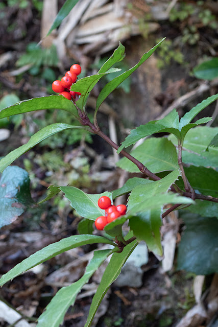 野の花百景: センリョウ（Senryo