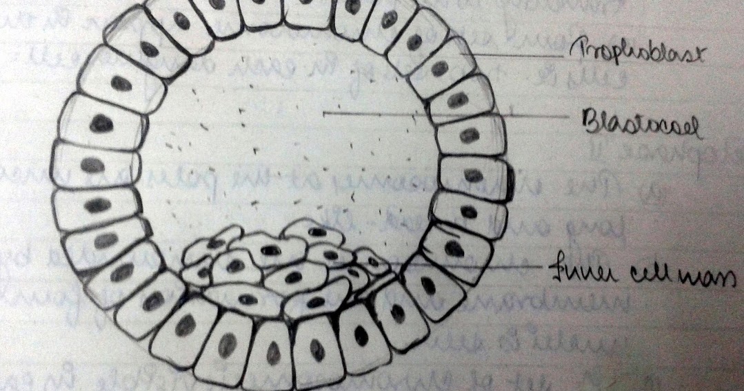 Blastula How To Draw Blastula In Just 2 Minutes Well