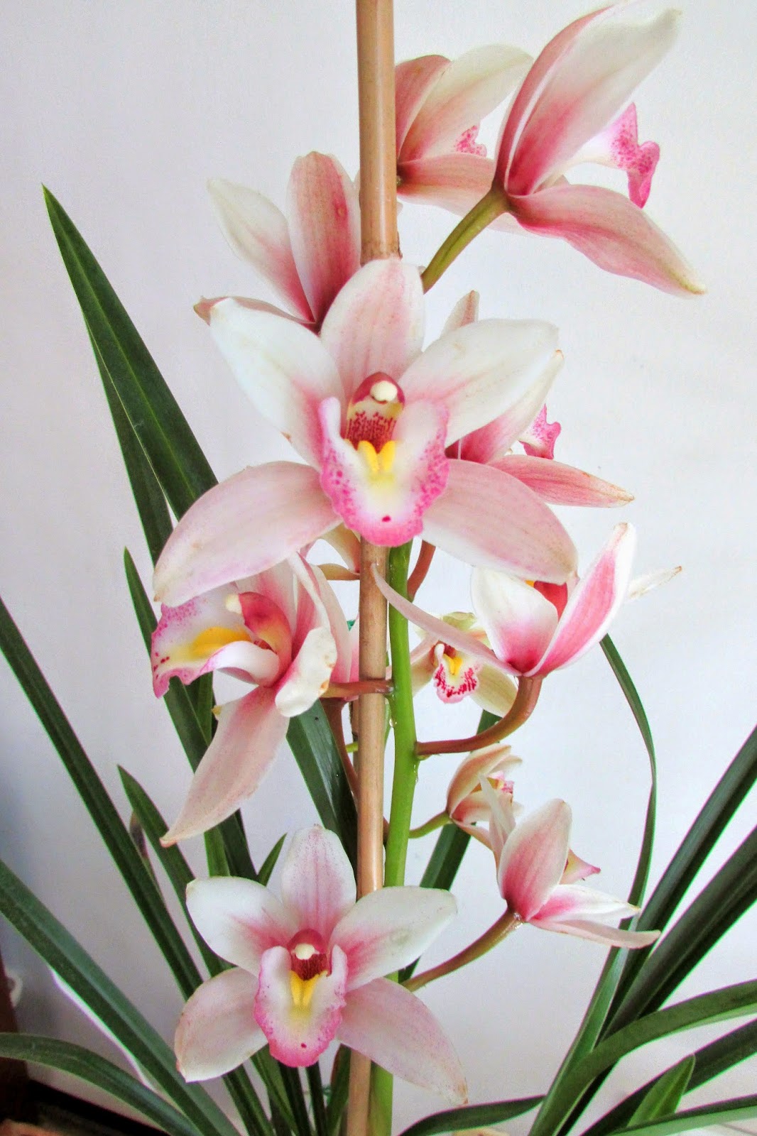 Cymbidium ~ My GARDENING