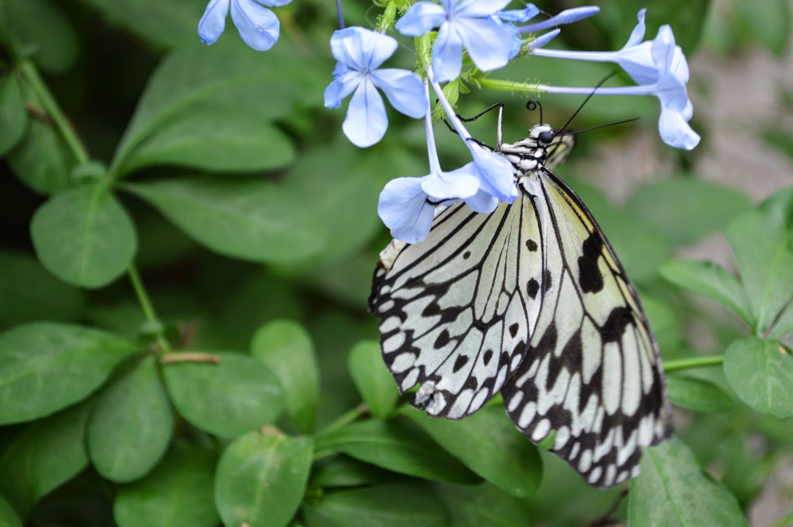 Mothering With Mindfulness Making Memories