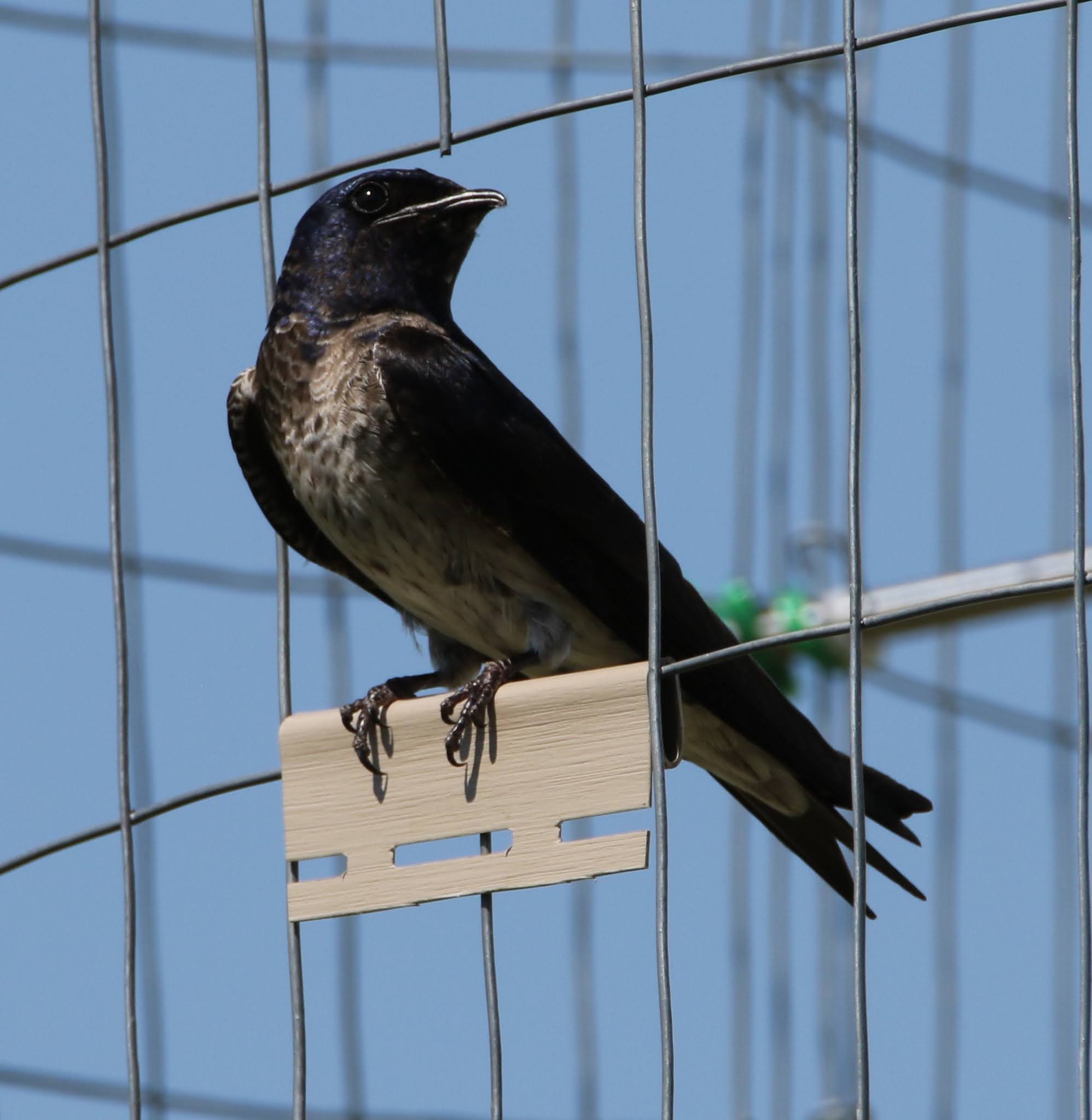 The Birds & The Bees: Purple Martin Sub-Adults Arriving in Missouri