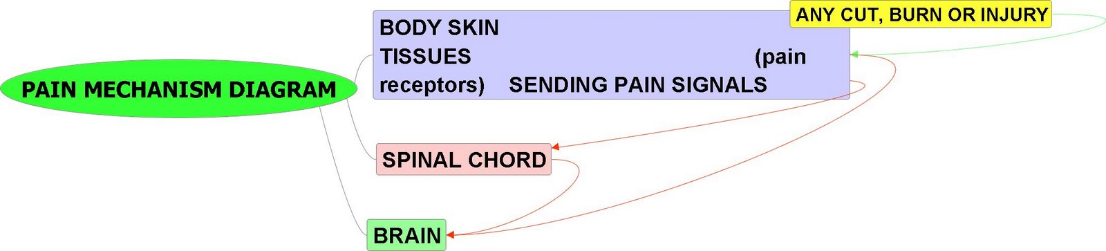 PAIN MECHANISM