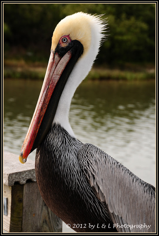 Cedar Key (Florida) Photos: Brown Pelican