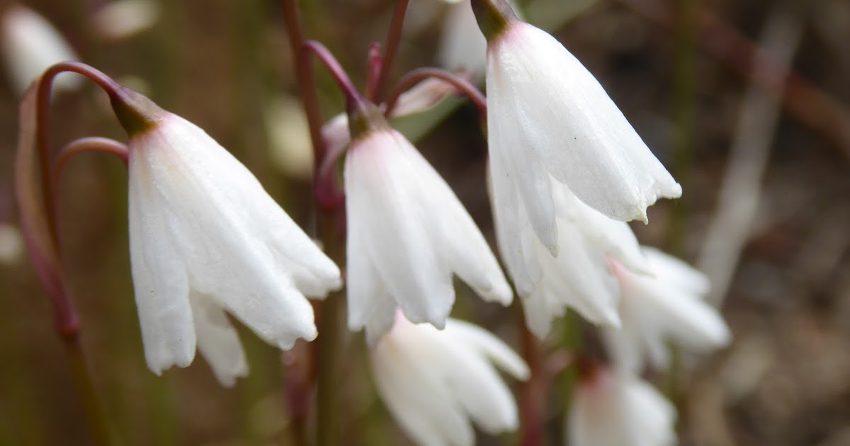 Alpine Garden Society Victorian Group: Autumn Flowering bulbs by members.