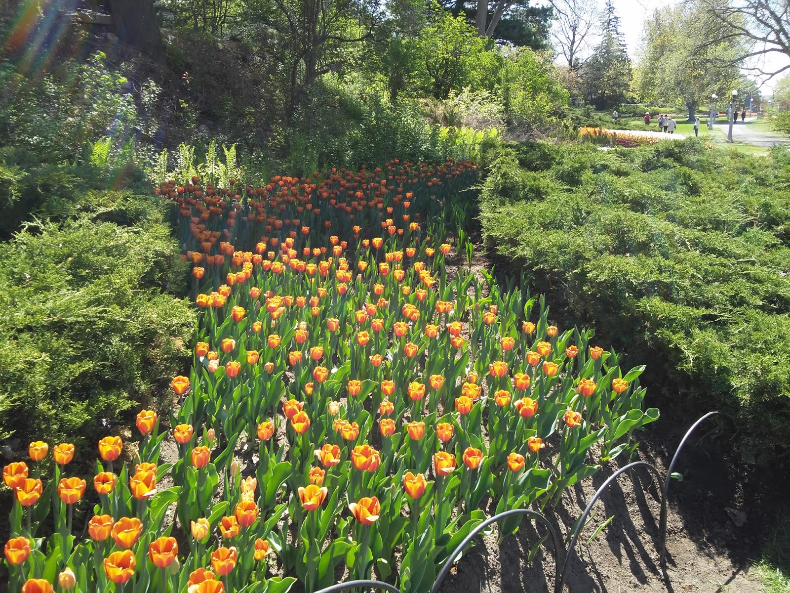 Ottawa Daily Photo: Flowing Rivers Of Spring Flowers