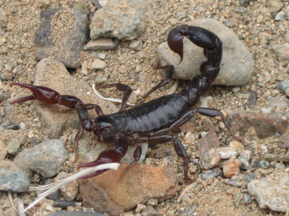 Caminantes del Desierto: LOS ESCORPIONES DE ANTOFAGASTA