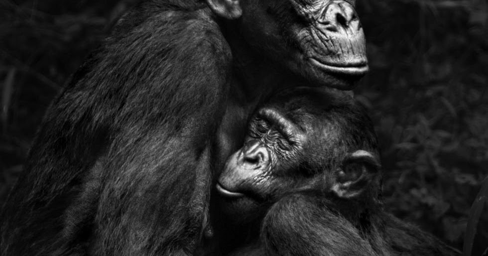 El álbum de nuestra familia primate