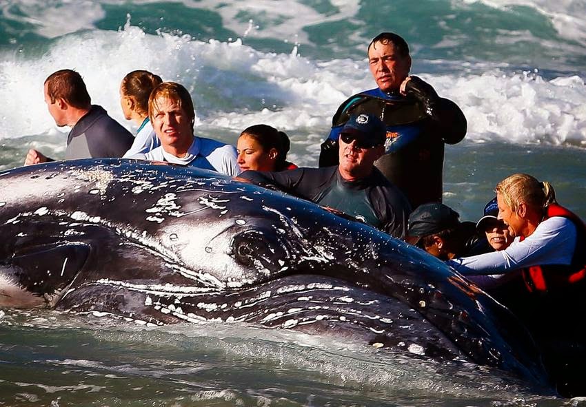 Un Mundo en Paz: Emotivo rescate de una ballena bebé