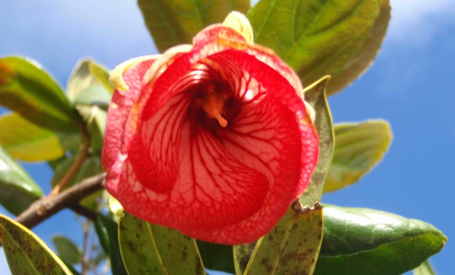 National Symbols of Mauritius