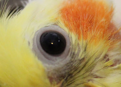 Animal Facts, News, and Info: Birds Can See More Colors Than We Can