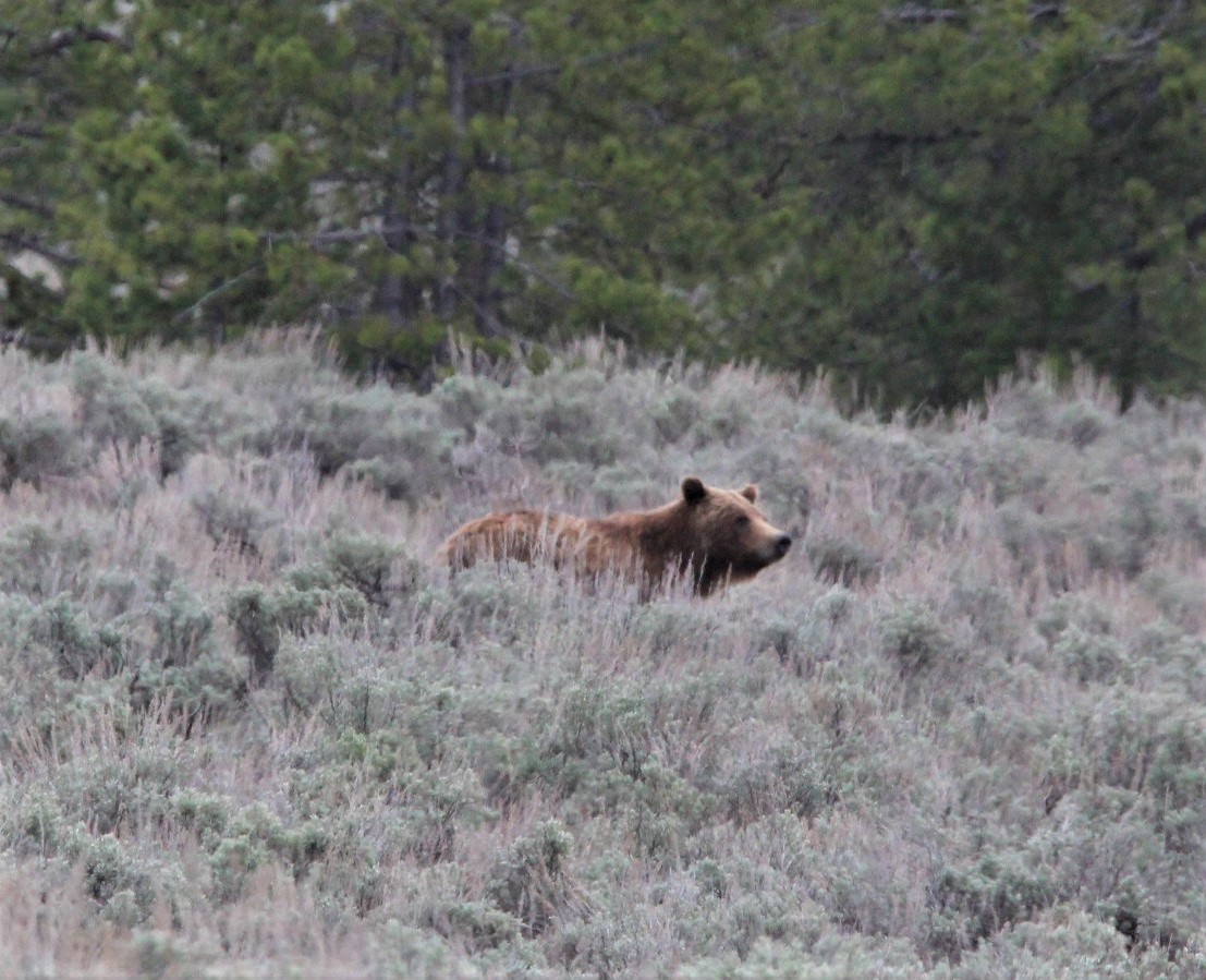 Doing It On The Road(Part II): Our first sighting of bear 399 and her ...