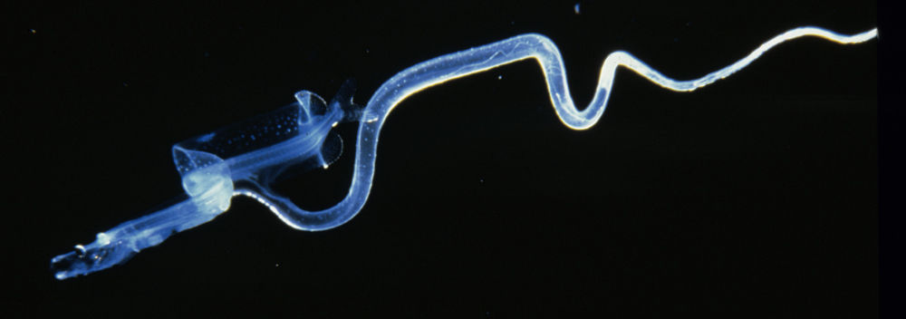 Real Monstrosities: Deep Sea Dragonfish