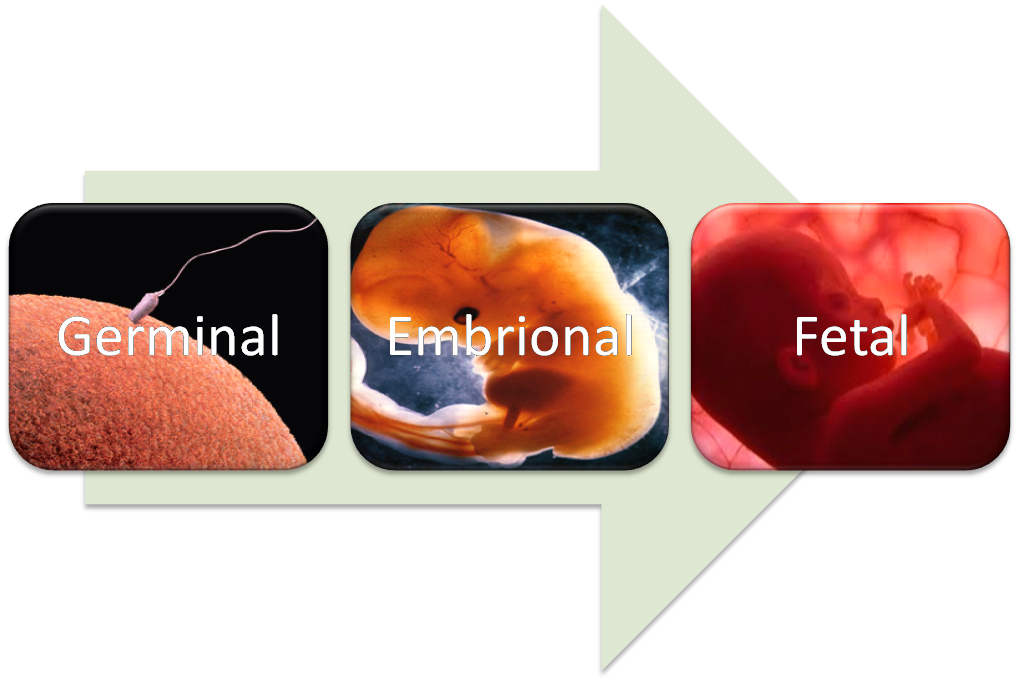 desarrollo prenatal: Desarrollo Prenatal