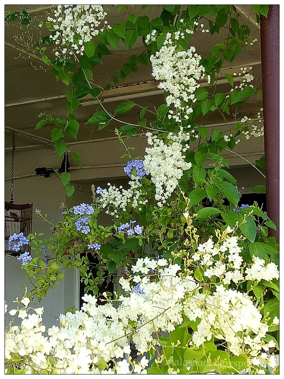 My Green Eye's: Porana Volubilis / Snow Vine