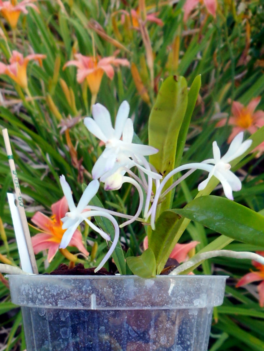 Taccuino delle orchidee di silviaB: Vanda Baby Angel (Neostylis Baby Angel)