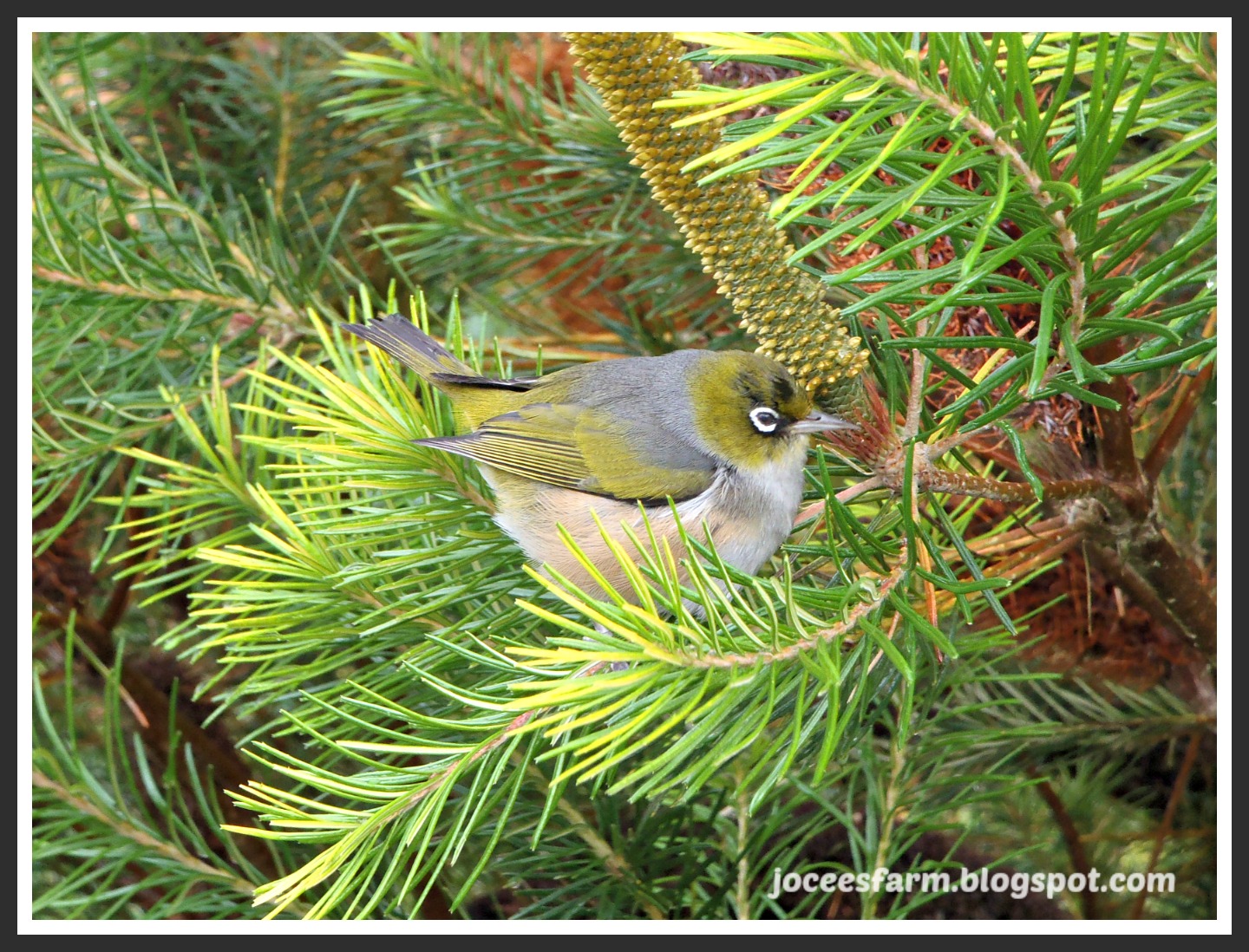 Jocees Farm: 5 NZ Native Birds To Enjoy