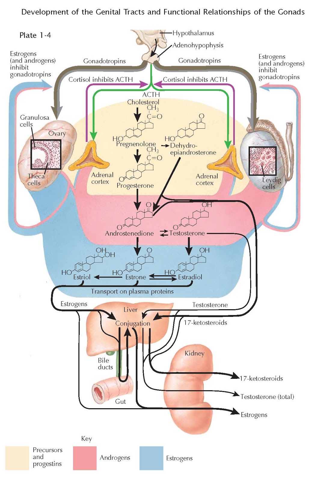 TESTOSTERONE AND ESTROGEN SYNTHESIS - pediagenosis