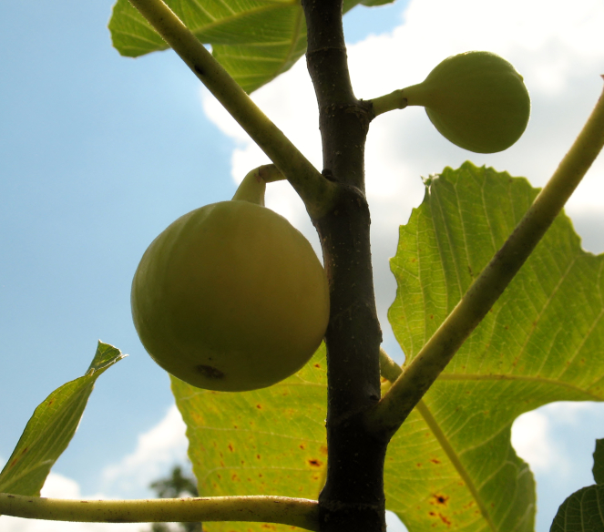 Long Yellow Fig - Var Tin