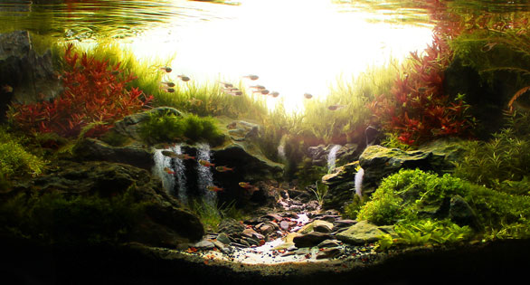 10 Aquascape Waterfall Yang Unik dan Menawan - Dunia Akuarium