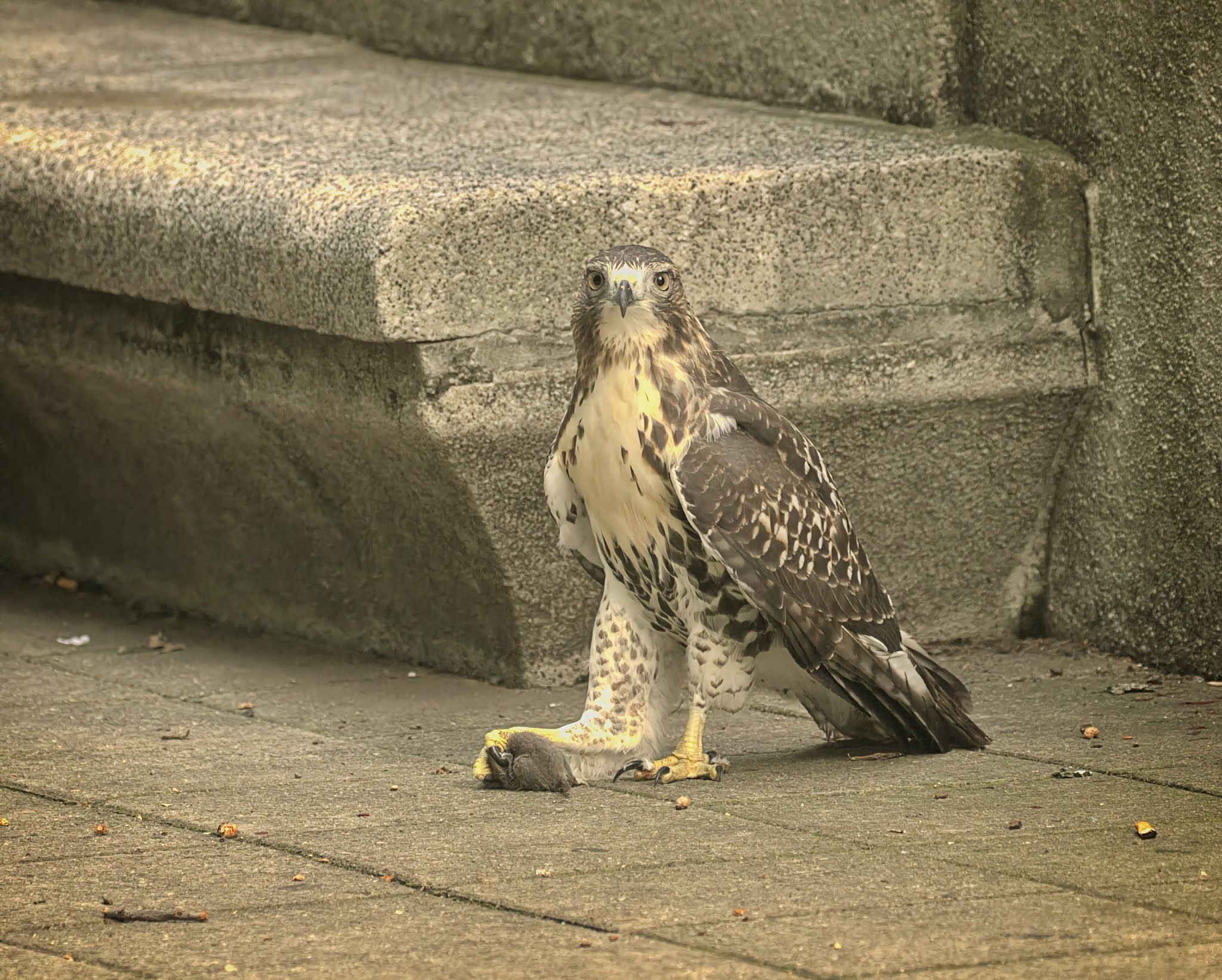 Laura Goggin Photography: Tompkins Square red-tail fledgling catches a rat