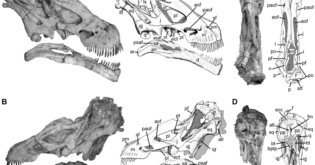 Equatorial Minnesota: Your Friends The Titanosaurs, part 29 ...