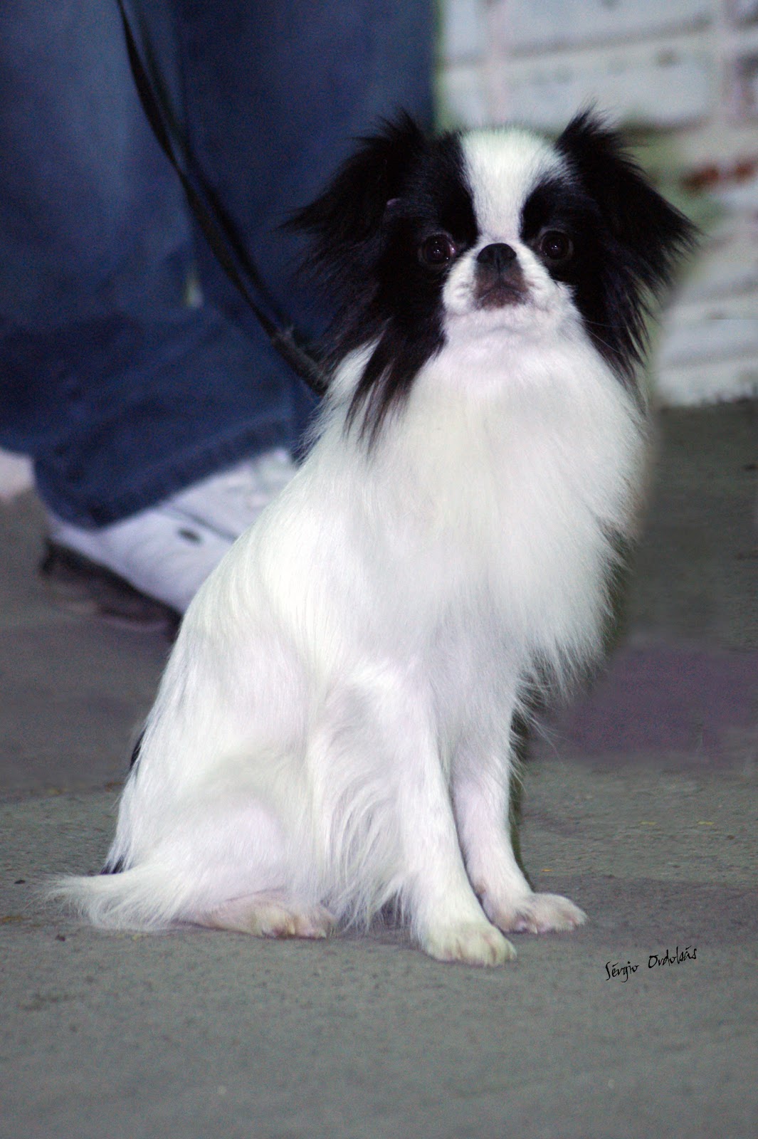 SPANIEL JAPONÊS -CHIN: #1 do BRASIL JOVEM.