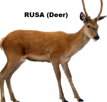 Anim Agro Technology: DAGING RUSA - APA DIA?