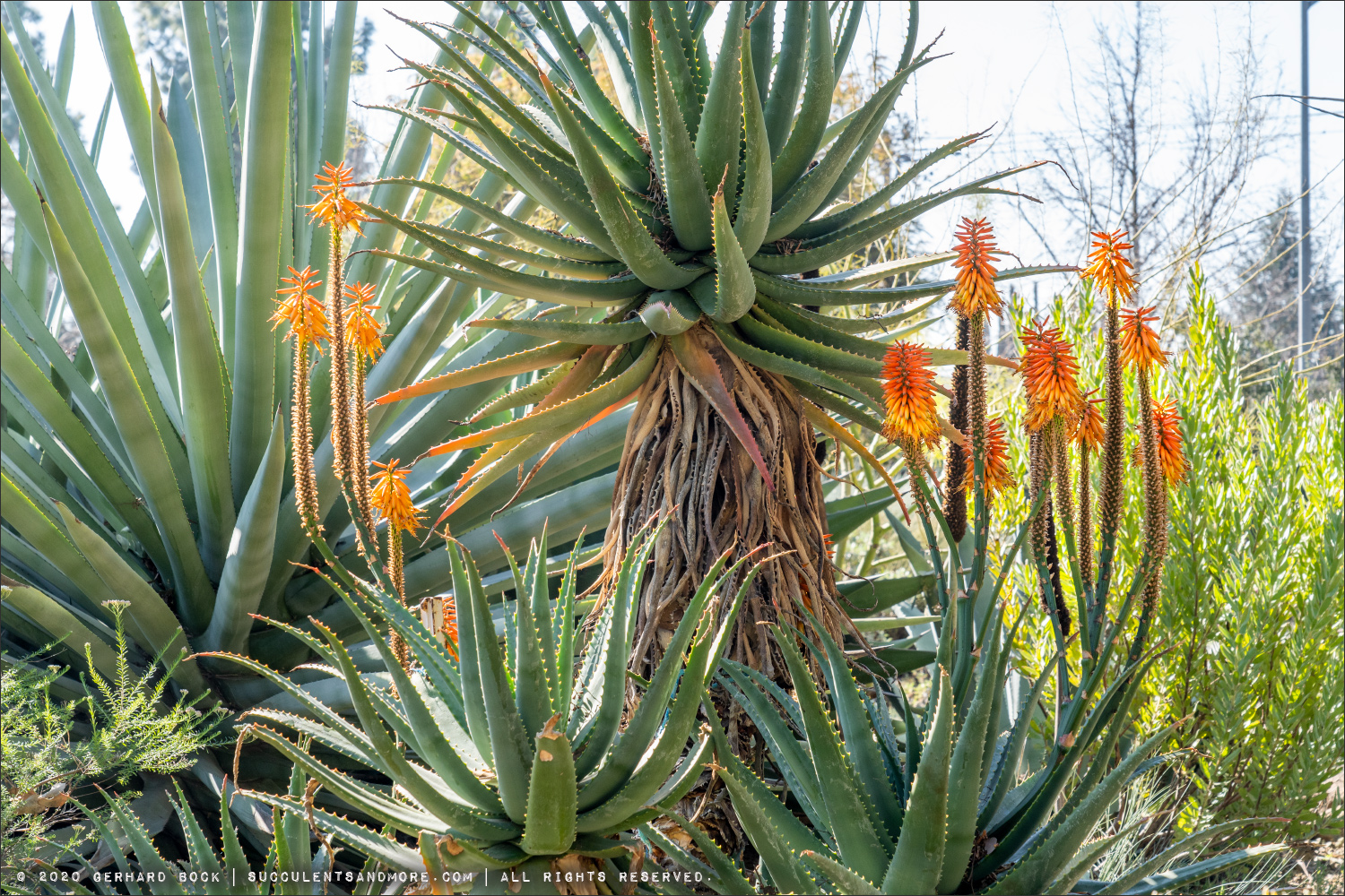 Aloes flowering at the Ruth Bancroft Garden right now