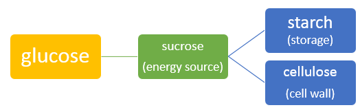 6.1.1. Photosynthesis: principles and limiting factors | Biology Notes ...