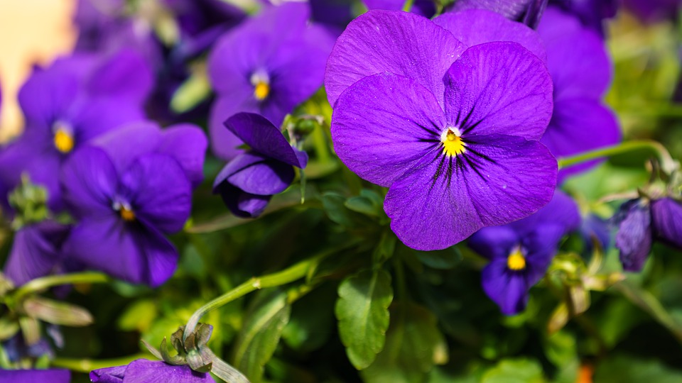 State Flower Coloring Book: Rhode Island State Flower: Violet