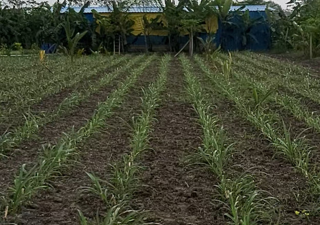 Super Napier after 30 days of planting: