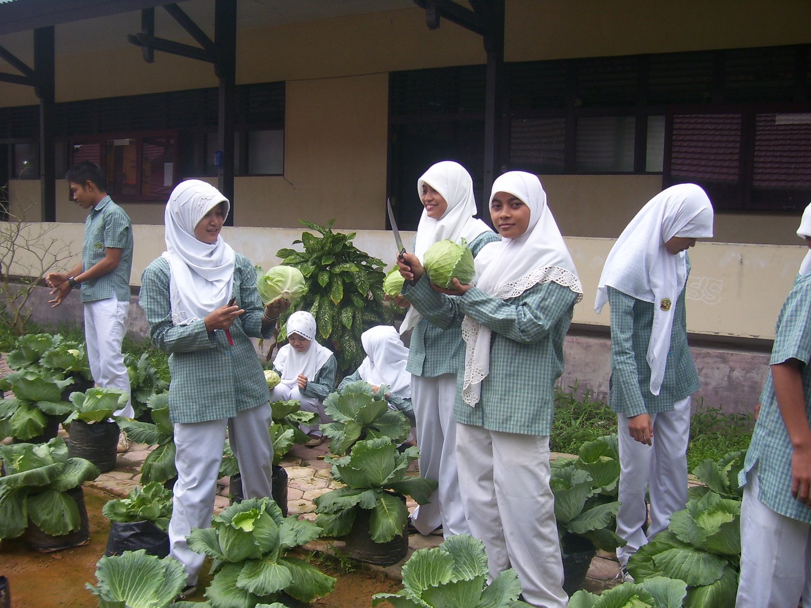 Budidaya Kubis - DUNIA TANI